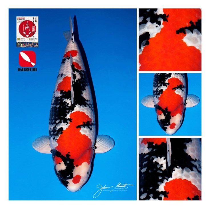Dainichi Koi Farm: ตำนานแห่ง Nishikigoi และความยิ่งใหญ่ของ Showa แกรนด์ ...